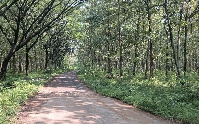 Beautiful View of Green Forest Under Hot Sunlight Stock Image - Image ...