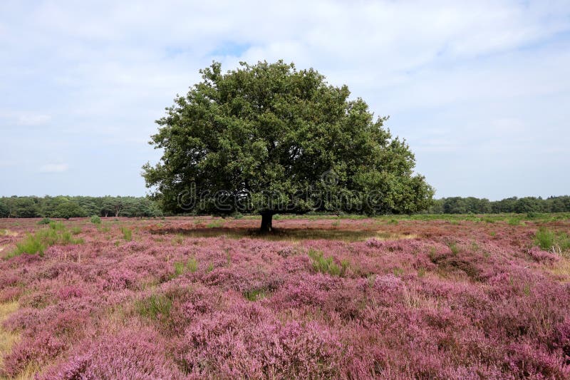 A View of the Heather Along the Summit of the Roaches Escarpment ...