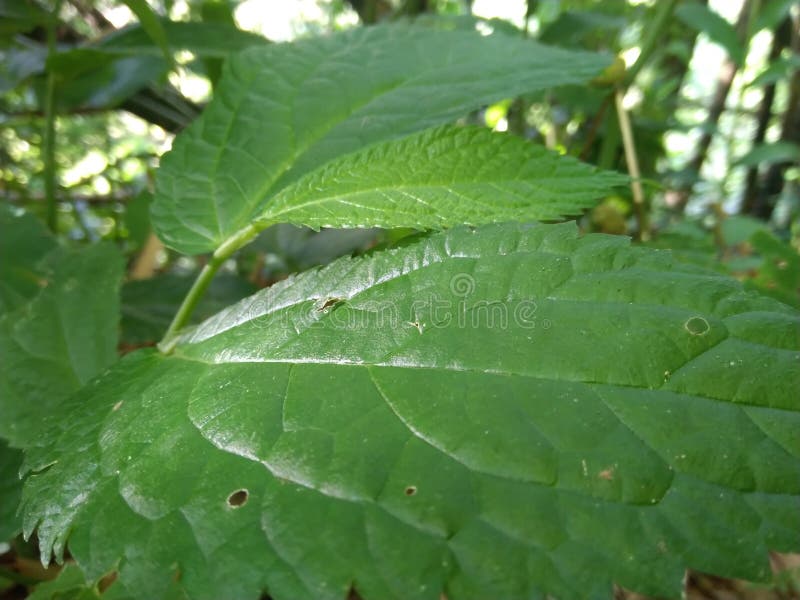 Beautiful View of Green Leaf Texture Stock Image - Image of view ...