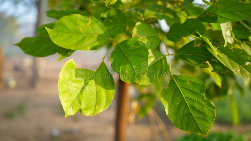 Beautiful View of Green Leaves with Sunlight Beam of Bale or Bilv ...