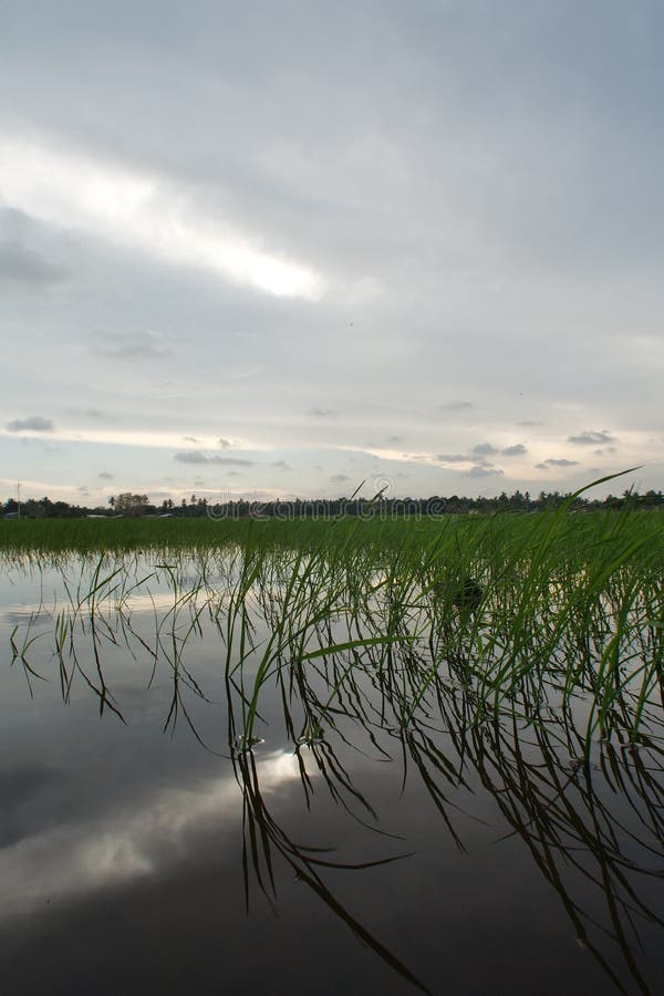 Beautiful View of Green Paddy Field with Cloudy Sky Stock Image - Image ...