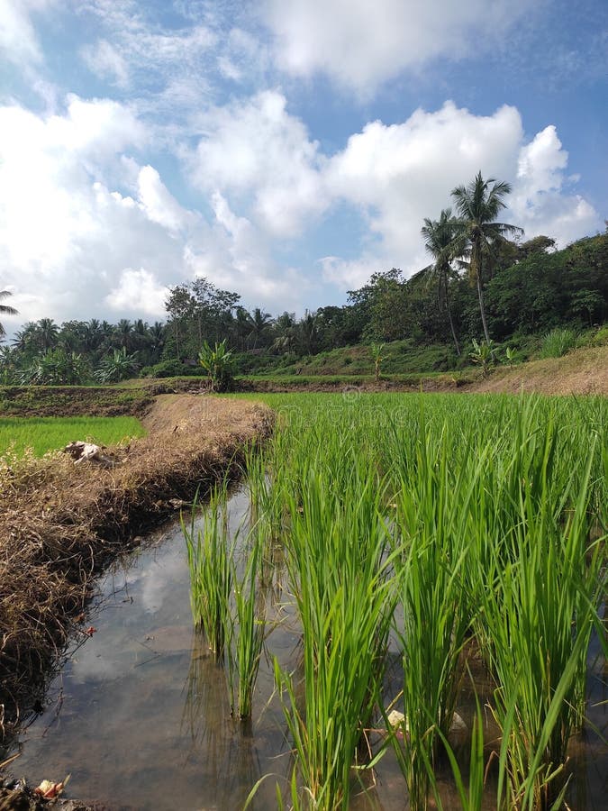 Beautiful View of Green Rice Fields Stock Photo - Image of cliff ...