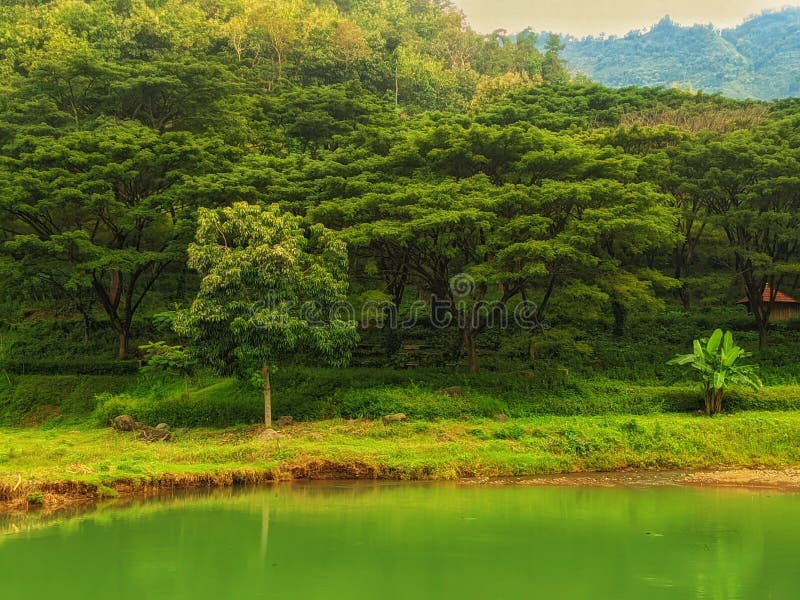 Beautiful View of Green Trees Around the Lake Stock Photo - Image of ...
