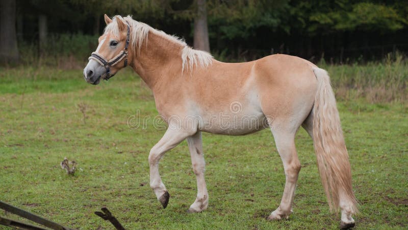 Beautiful View of a Haflinger Horse in the Field. Stock Photo - Image ...