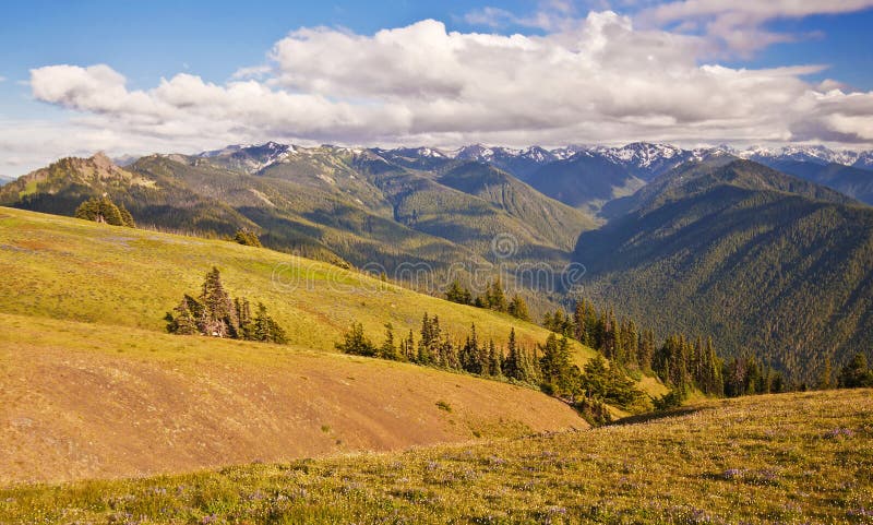 Hurricane Ridge stock image. Image of washington, trees - 118015827