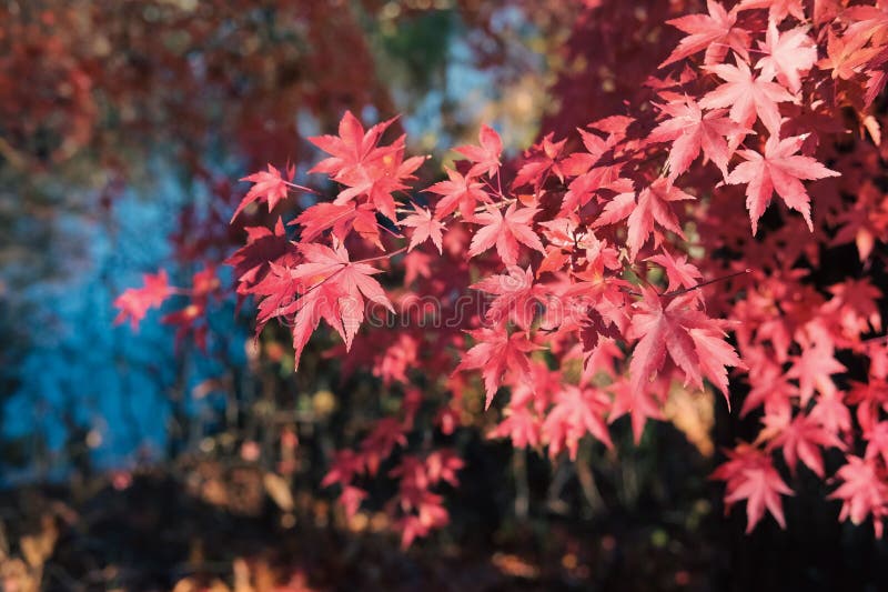 Beautiful View of Japanese Maple Tree with Red Leaves Stock Photo ...