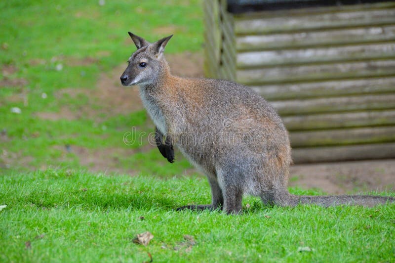 Beautiful View of a Kangaroo at the Zoo Stock Image - Image of animals ...