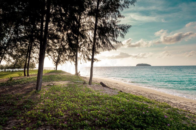 Beautiful View of Koh Lipe Island and Sky from Pine Tree Forest Stock ...