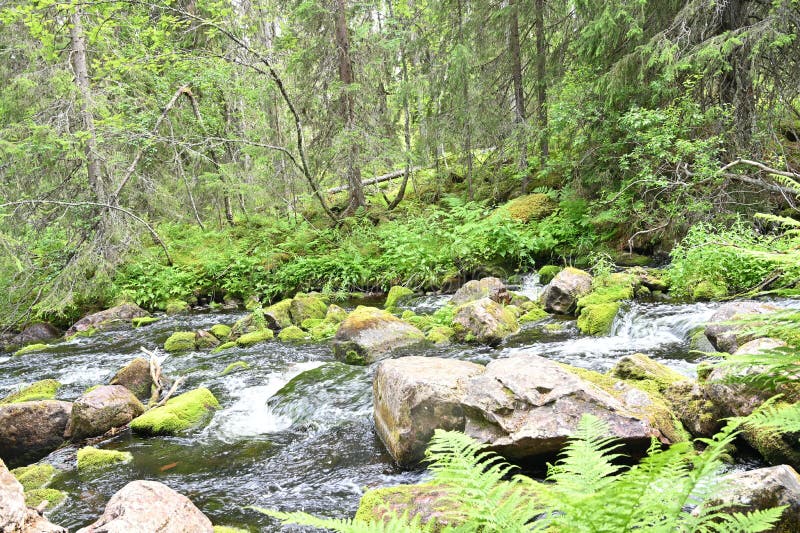 Beautiful View of the Lake Flowing in the Forest Stock Photo - Image of ...