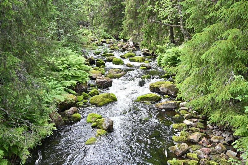 Beautiful View of the Lake Flowing in the Forest Stock Photo - Image of ...