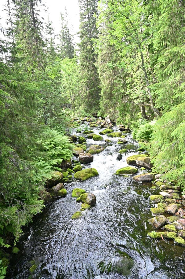 Beautiful View of the Lake Flowing in the Forest Stock Image - Image of ...