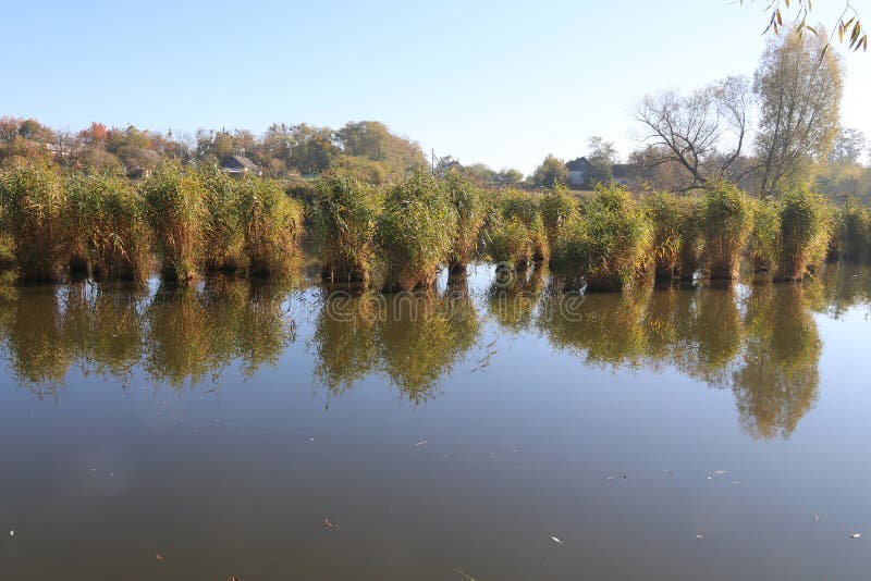 Beautiful View of the Lake, Reeds and Trees. Reflection of Trees in the ...