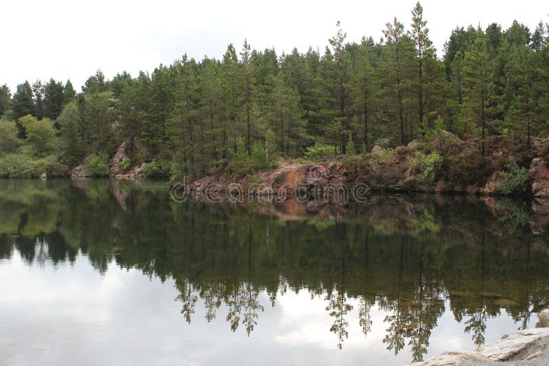 Beautiful View of a Lakeside with Coniferous Trees Reflecting in the ...