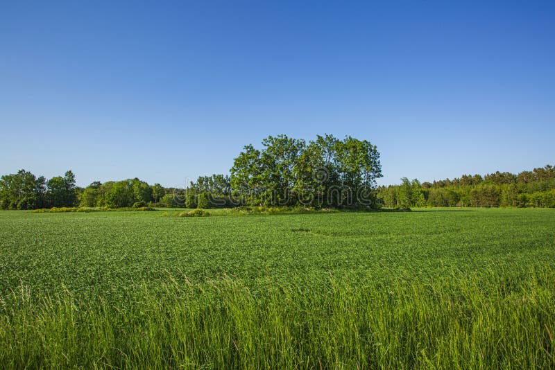 Beautiful View of Landscape with Green Fields, Green Forest Trees and ...