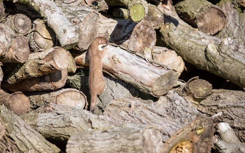 Beautiful View of Least Weasels Playing Stock Photo - Image of view ...