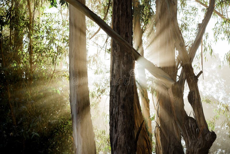Sun Beaming through Trees in a Forest Stock Image - Image of outdoor ...