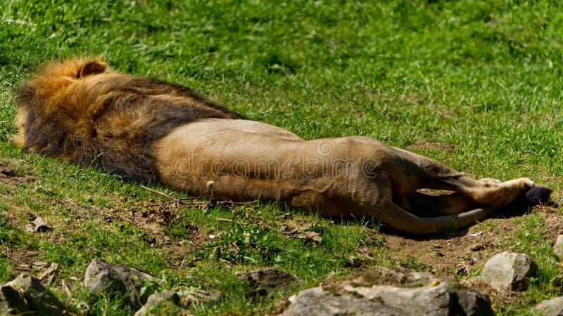 Beautiful View of a Lion Relaxing in Its Habitat Stock Image - Image of ...