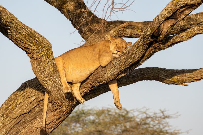 Lioness Cub Climbing a Tree in Africa Stock Image - Image of nature ...