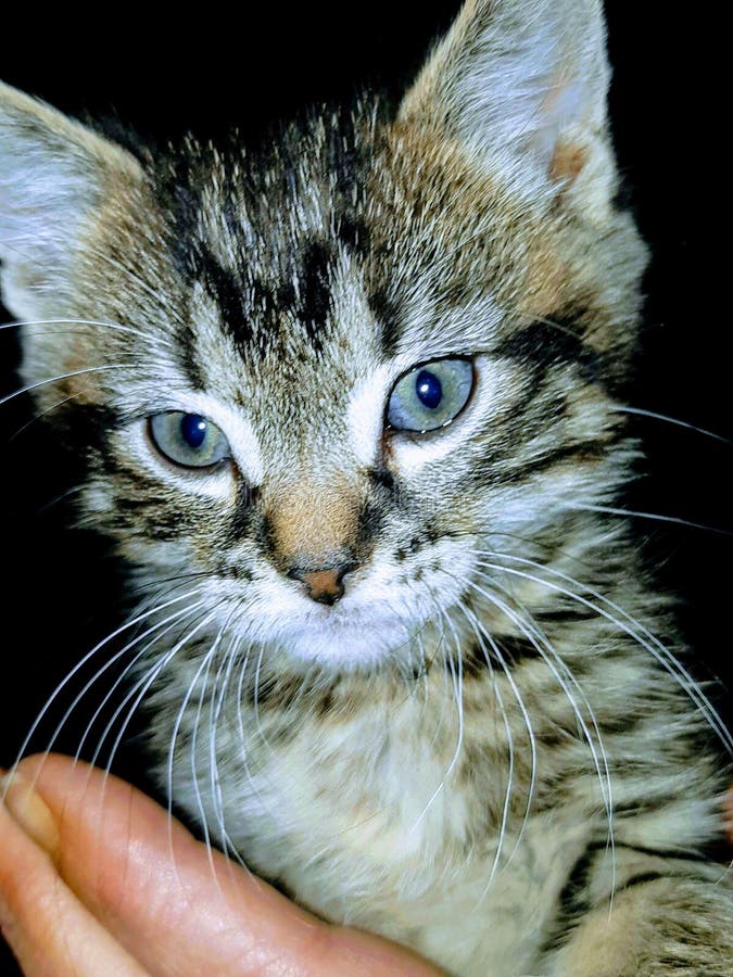 Beautiful View of a Little Cat Looking in the Camera Stock Photo ...