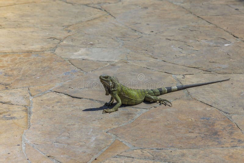Beautiful View of Lizard Sitting on Rock Road. Stock Photo - Image of ...