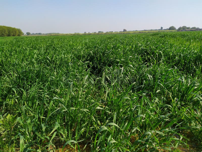 32,001 Lush Crop Photos - Free & Royalty-Free Stock Photos from Dreamstime