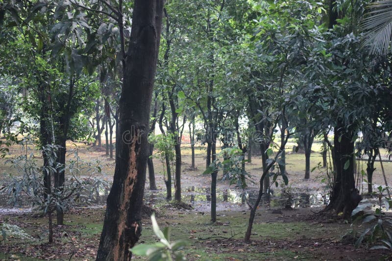 Beautiful View of Lush Trees Stock Image - Image of sunny, grove: 278107949