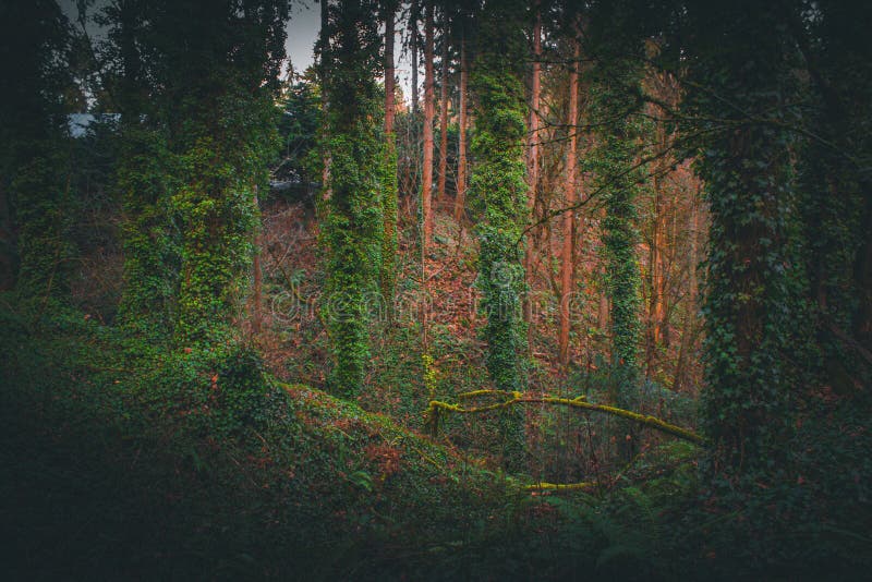 Beautiful View of a Magnificent Forest with Special Types of Trees ...