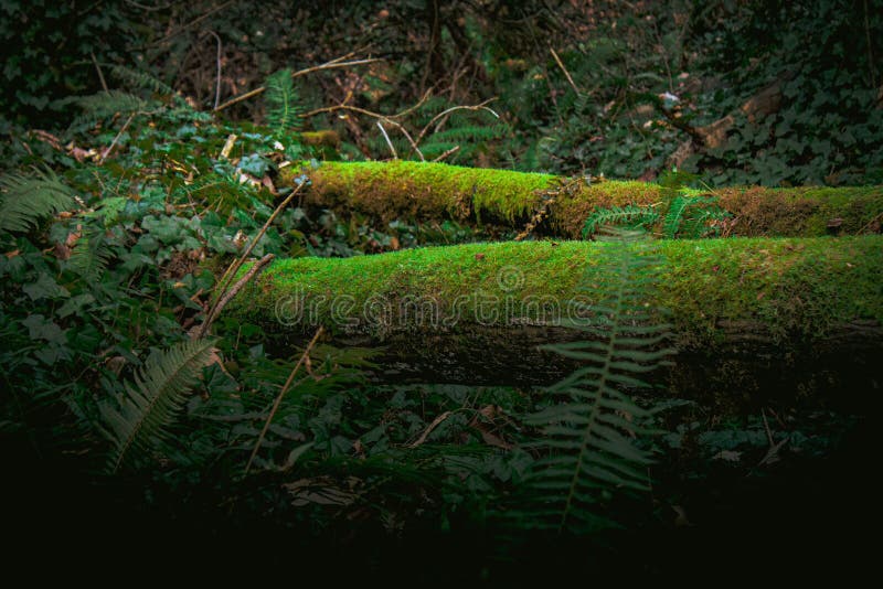 Beautiful View of a Magnificent Forest with Special Types of Trees ...