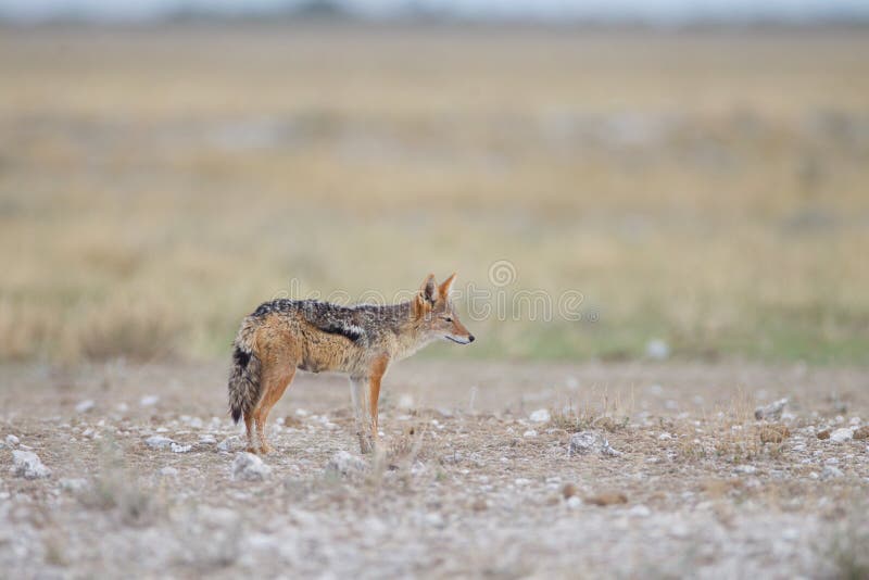 Beautiful View of a Magnificent Sand Fox in the Middle of the Desert ...