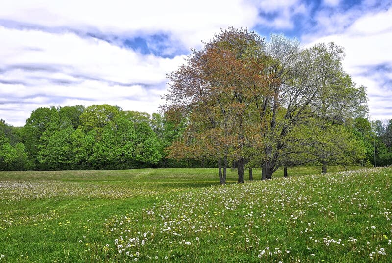 Beautiful View of the Maple Tree in Springtime Stock Image - Image of ...