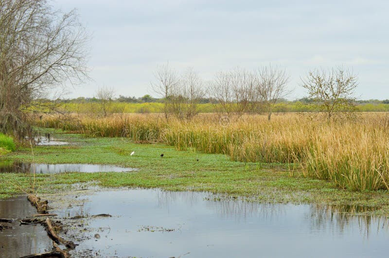 Beautiful view of marsh stock image. Image of nature - 51606071