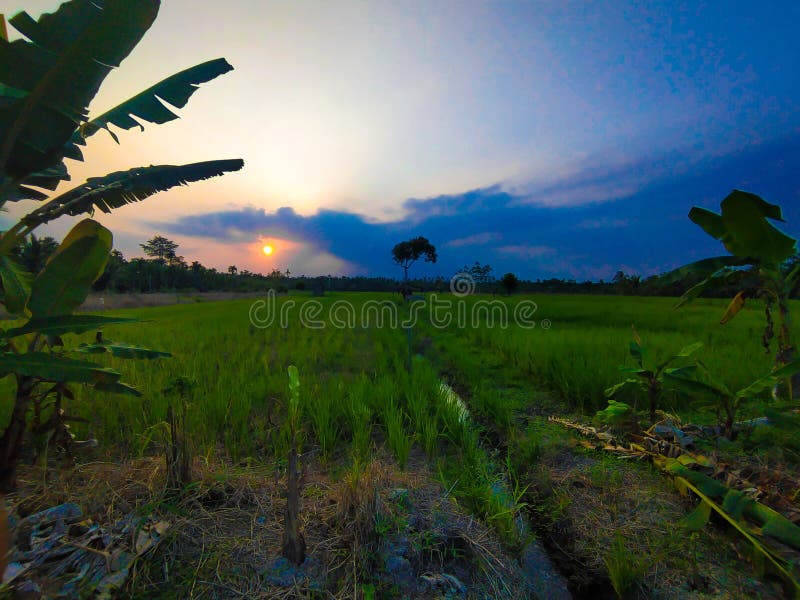 Beautiful View in the Middle of the Rice Fields in the Afternoon. Stock ...
