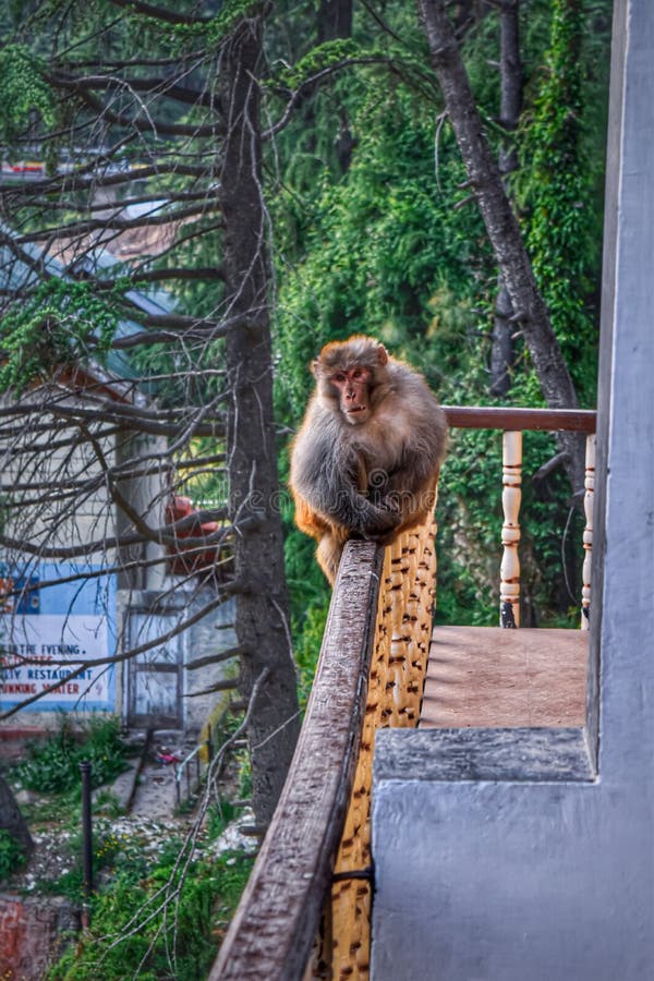 Beautiful View of the Monkey Stock Photo - Image of cute, monkey: 254612340