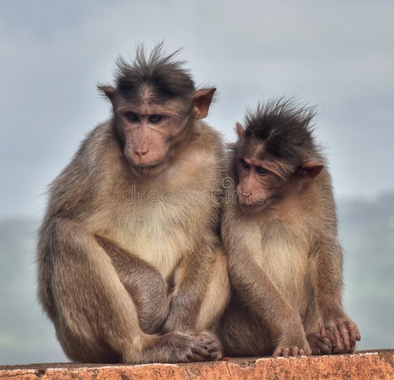 Beautiful View of the Monkeys Stock Photo - Image of animal ...