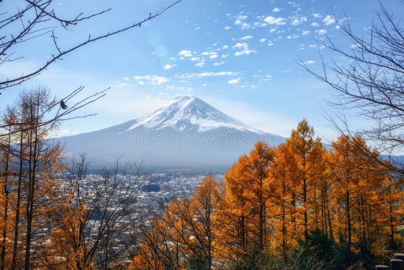 View of Mount Fuji with a Beautiful Foreground of Yellow Pine Trees ...