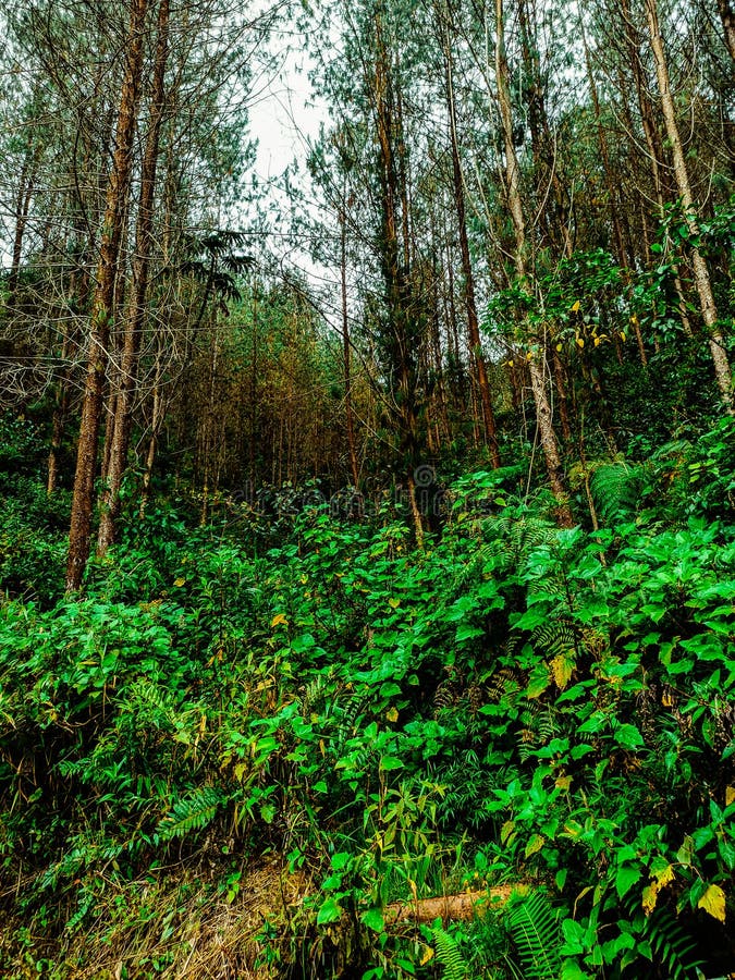 Beautiful View of Trees on a Mountain Stock Image - Image of green ...