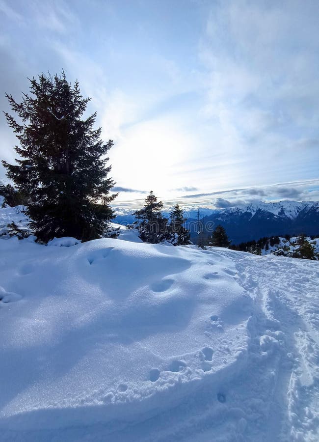 Beautiful View of Mountains, Snow and Pine Trees Against Gray Sky Stock ...