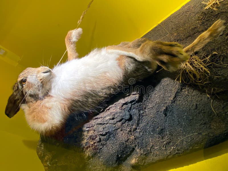 The Mouse in a Resting Mood Stock Photo - Image of ready, attack: 183999754