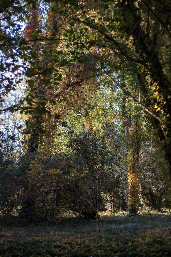Beautiful View of Multiple and Lush Trees and Bushes in a Forest on ...