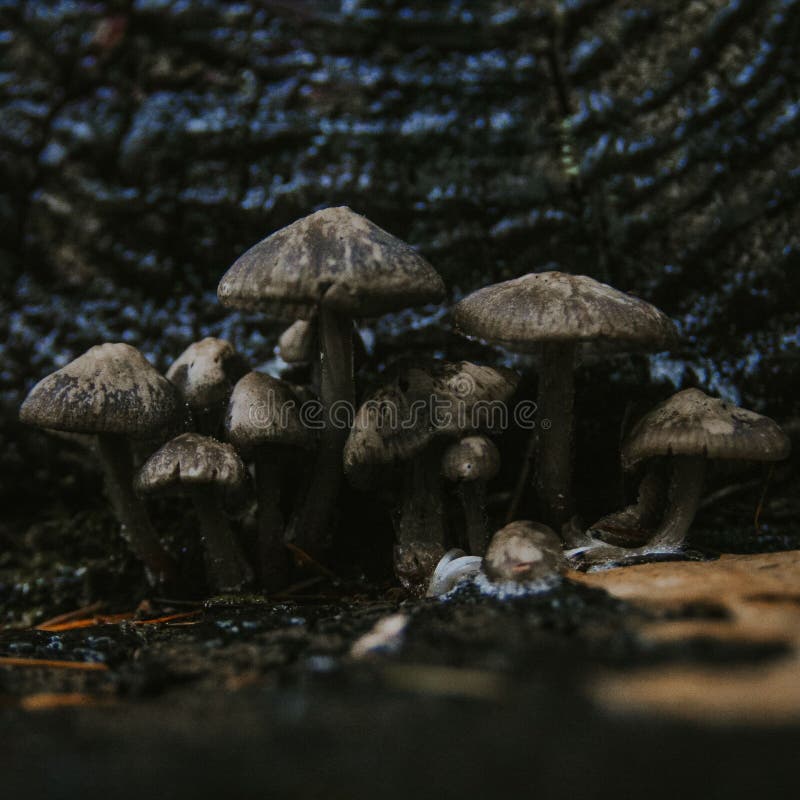 Beautiful View of Mushrooms in the Forest. Stock Photo - Image of brown ...