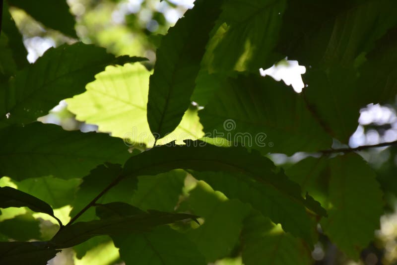 Beautiful View of Nature Green Leaves on Green Tree Background with ...