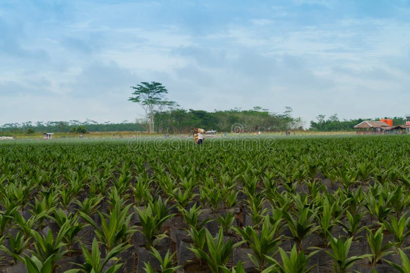 Beautiful View of Oil Palm Seed Farm Stock Image - Image of grow ...
