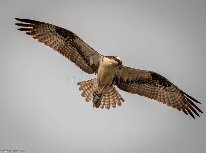 Beautiful View of Osprey Flying in the Air Stock Photo - Image of ...