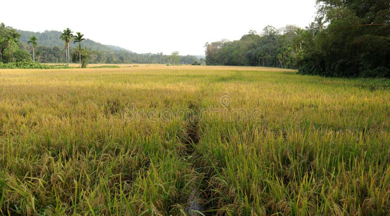 Beautiful View of a Paddy Field in Sri Lanka Stock Photo - Image of ...
