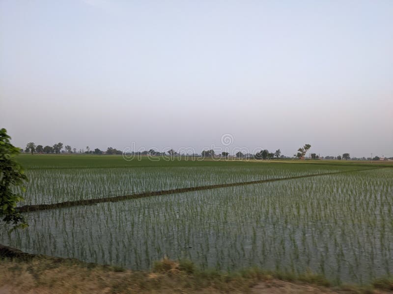 Beautiful View of Paddy Fields in Punjab Stock Image - Image of paddy ...