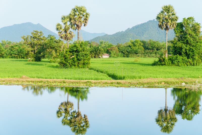 Beautiful View of Paddy Jasmine Rice Field with Sugar Palm Trees Stock ...