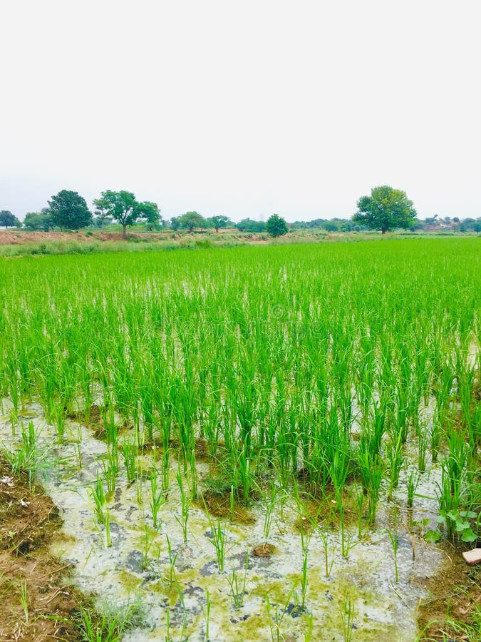 Beautiful View of Paddy Rice Crop Stock Image - Image of paddy, view ...