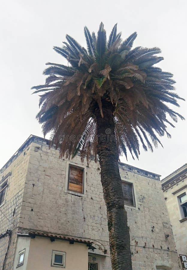 Beautiful View of a Palm Tree on a Background of an Old House. Croatia ...