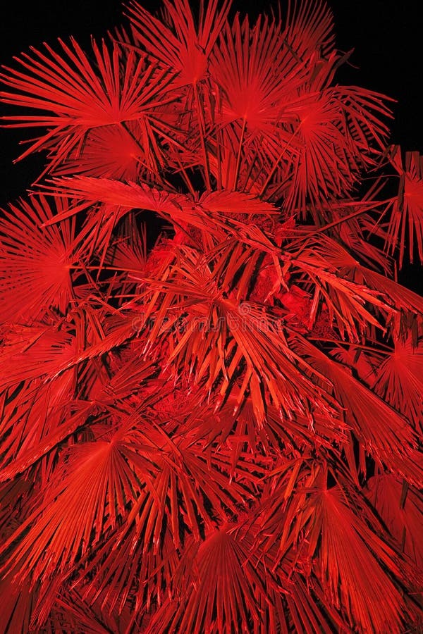 Beautiful View of Palm Tree Branches with a Red Light Effect Stock ...