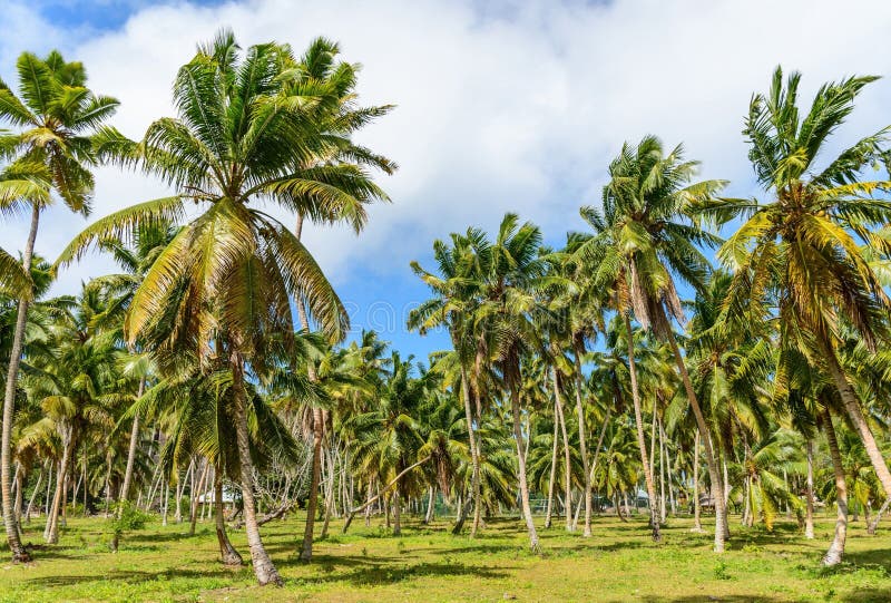 A Beautiful View of Palm Trees on a Green Field Stock Image - Image of ...